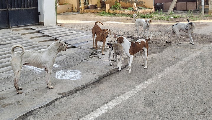 Kerala records 28 rabies deaths in five months; Rs 1.2 crore paid as ...