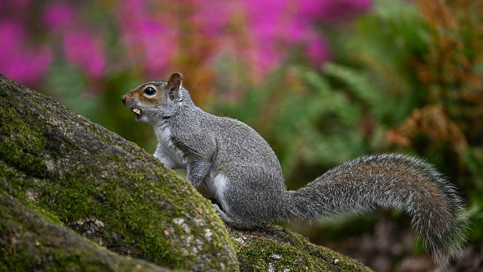 American filbert touted as natural squirrel deterrent for bird feeders