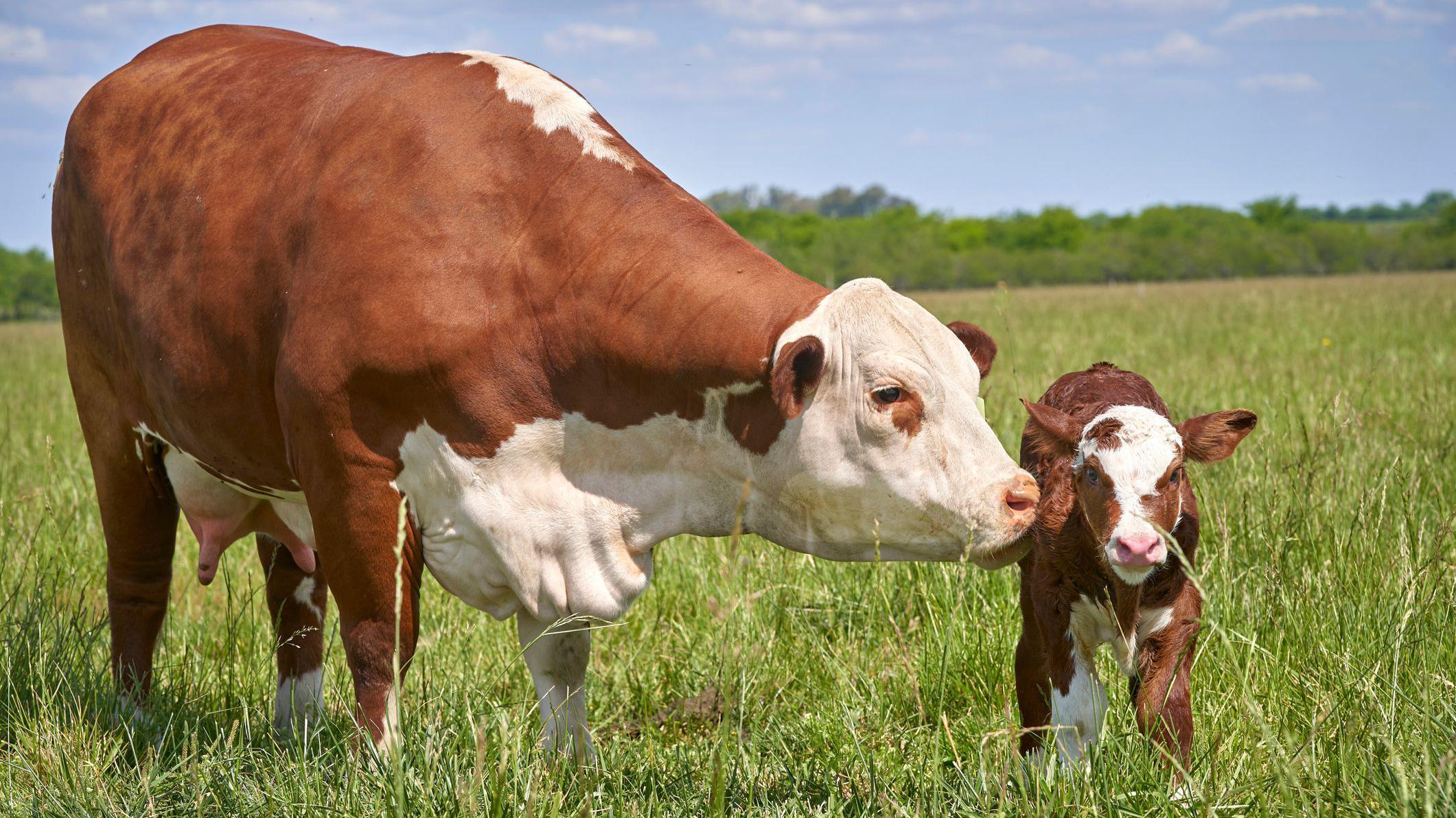 Rise in rural crime costs a 'serious wake-up call' for farmers - union