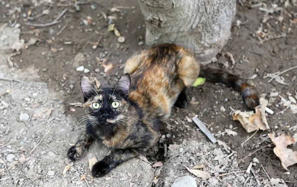 The colorful secrets of calico cats