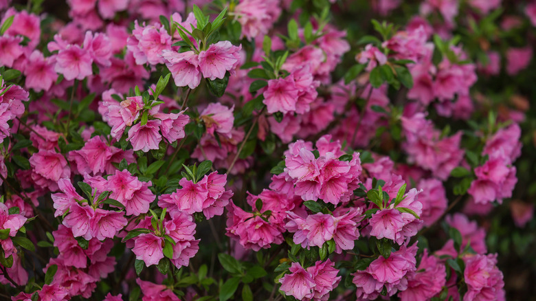 15 beautiful flowering shrubs that grow best in morning sun and ...