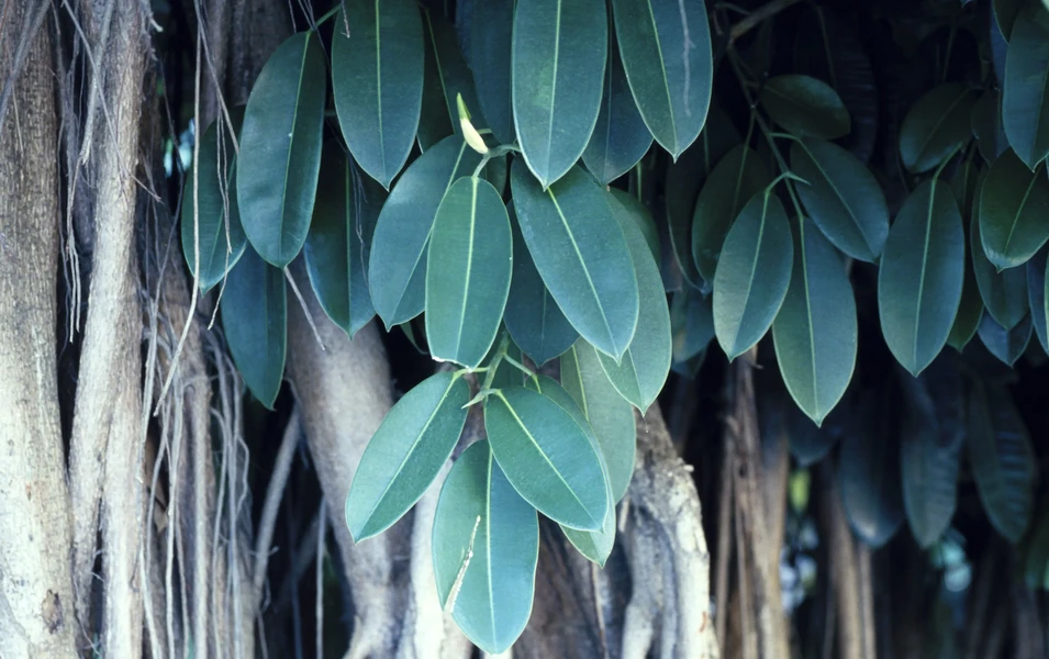 Rubber plant care made simple for plant lovers