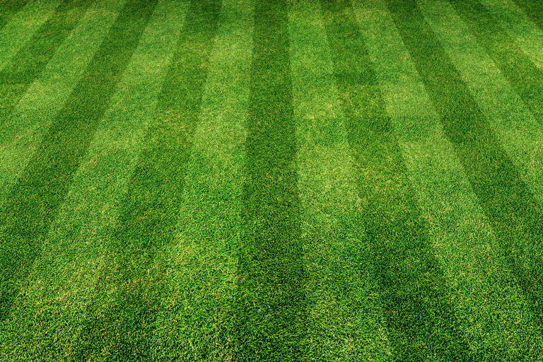What the grey slime spreading across your lawn in summer actually is