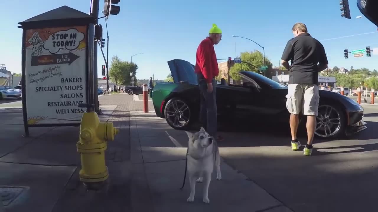 Random dog approaches stopped motorcycles