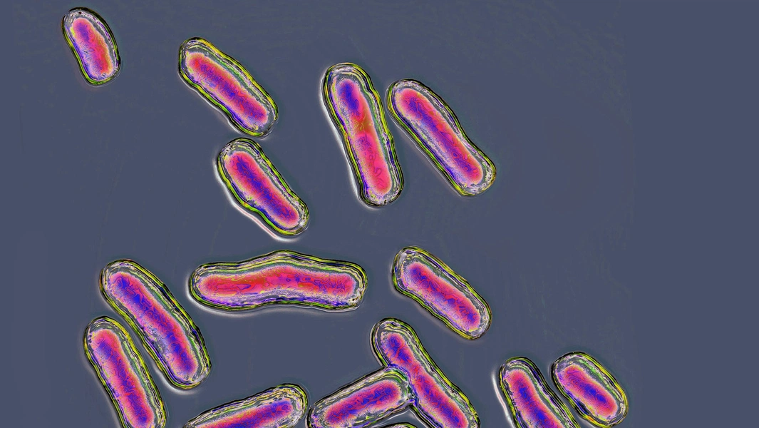 Climate change linked to 10% rise in salmonella drug resistance