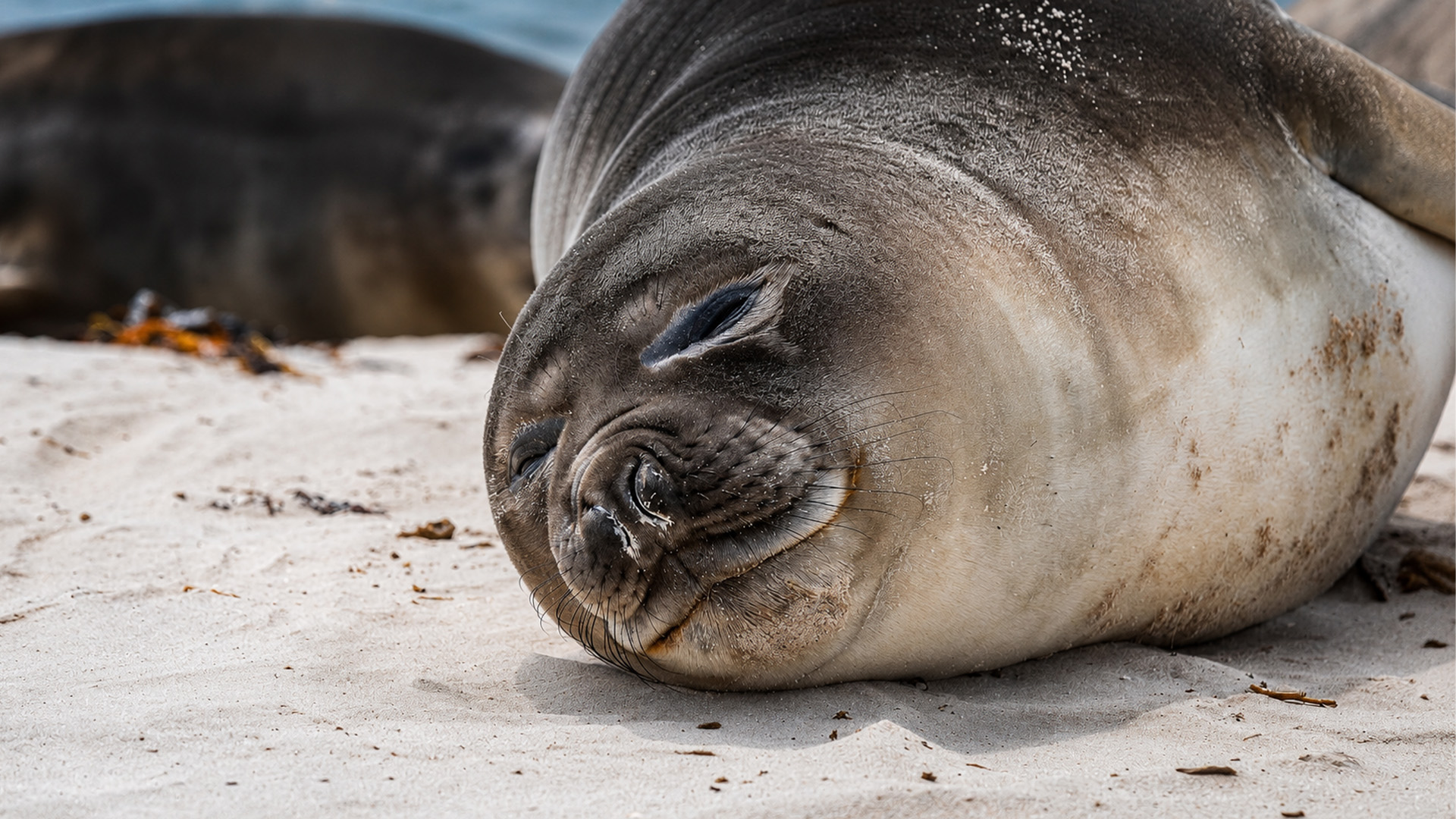 Filming elephant seals and wildlife on Carcass Island