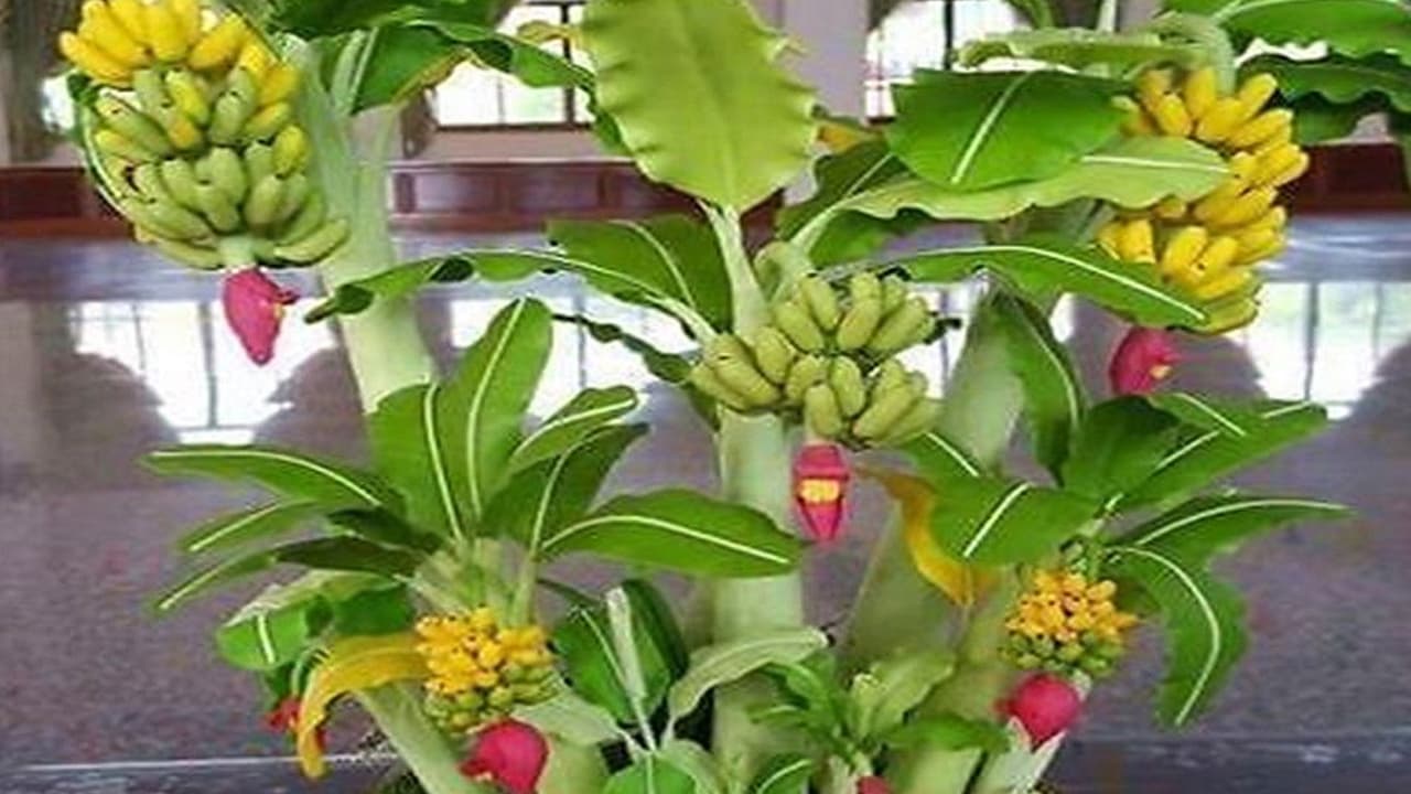 Gardening tips: Figs to bananas - 7 best fruit trees to grow in pots on ...
