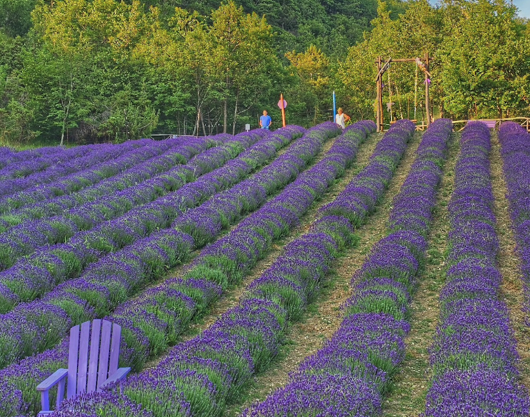 Filari di lavanda come in Provenza, Viguzzolo è il borgo del Piemonte ...