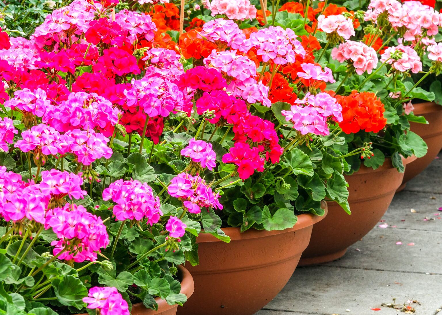 Casual gardener: Why your ‘geraniums’ are actually pelargoniums - and ...