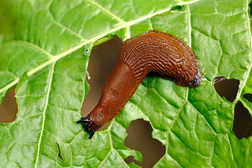 Slugs will stop ruining plants if gardeners leave common food scrap outside