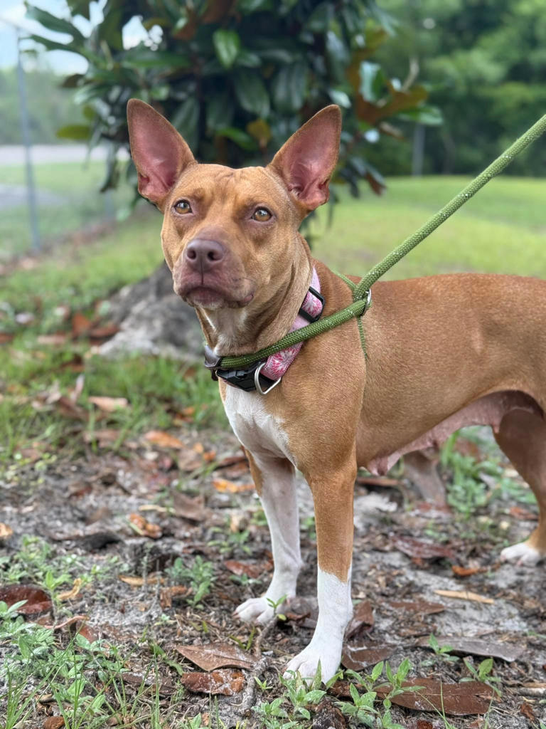 Take your pick from these dogs and cats yearning for a home