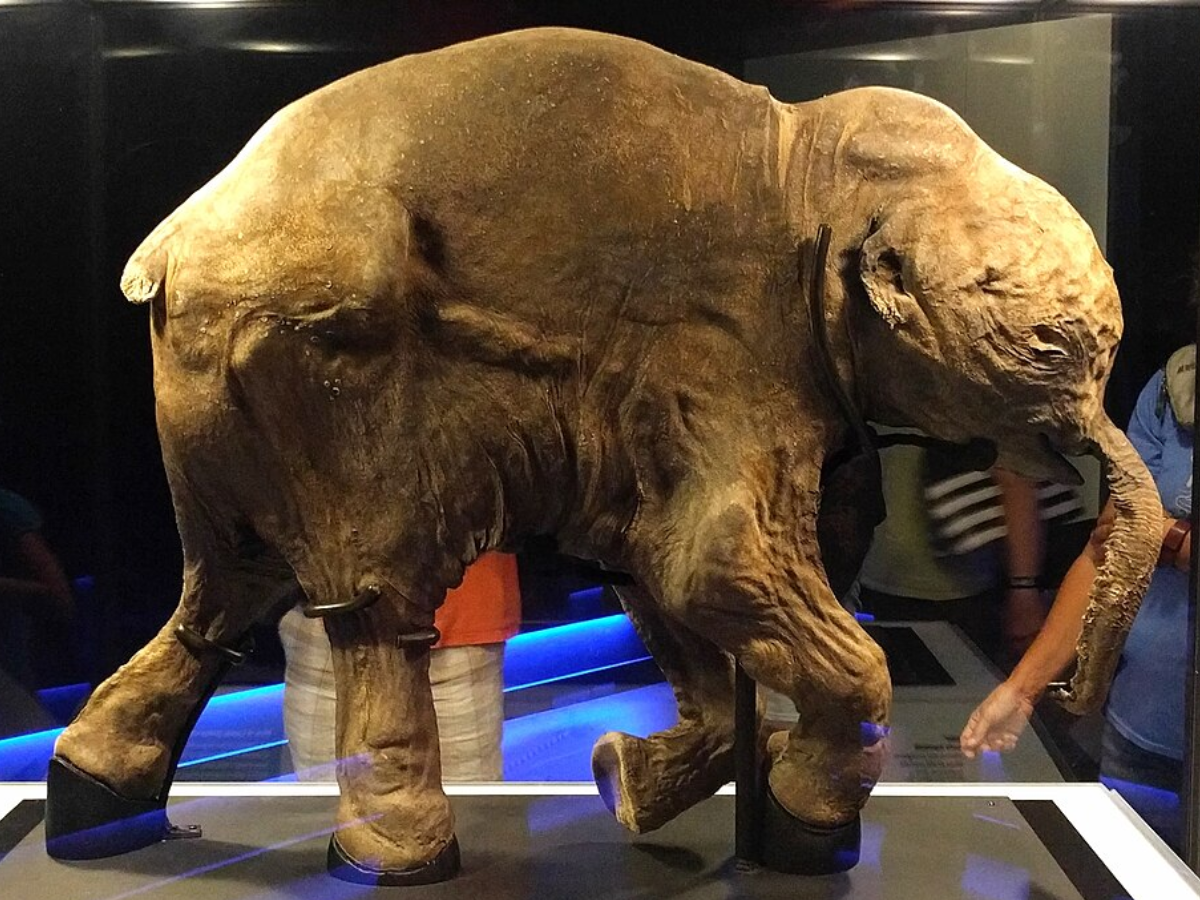 In 2007, a Siberian herder and his sons found an Ice Age body frozen in ...