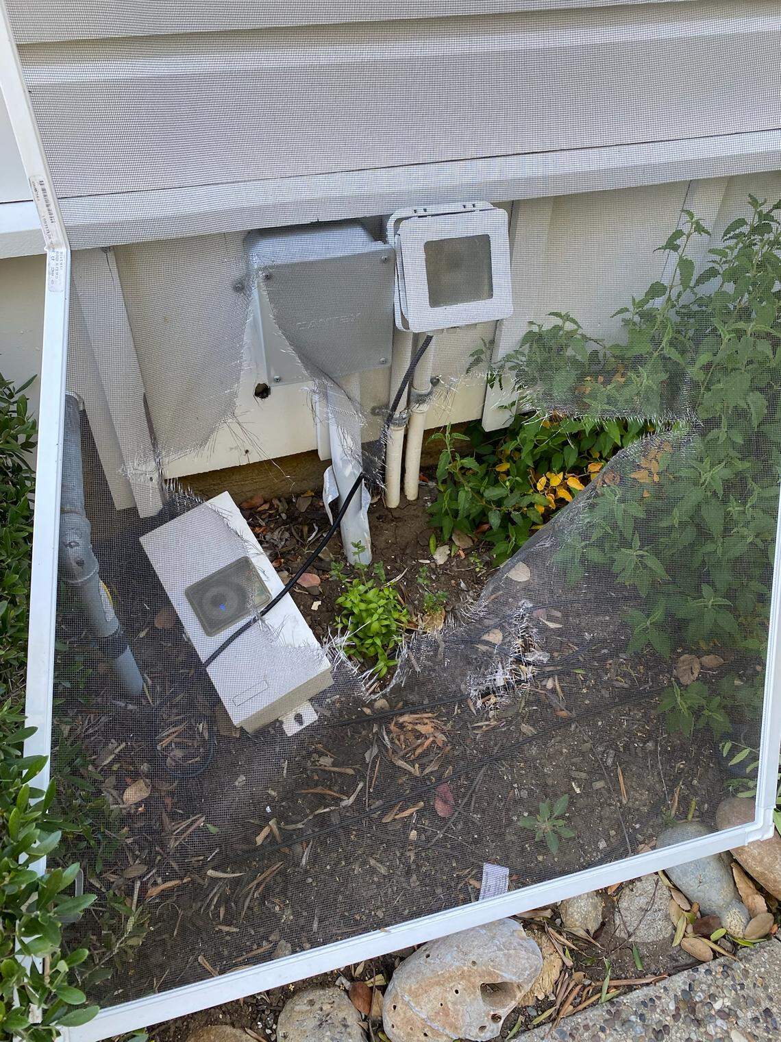 107 guns seized in search and a bear's Airbnb break-in. Today's top stories