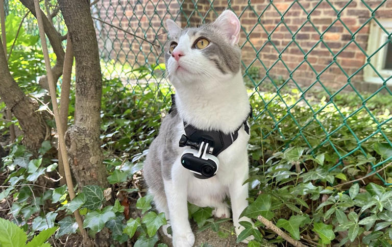 I put an action cam on my cat and let him roam — here's what he saw