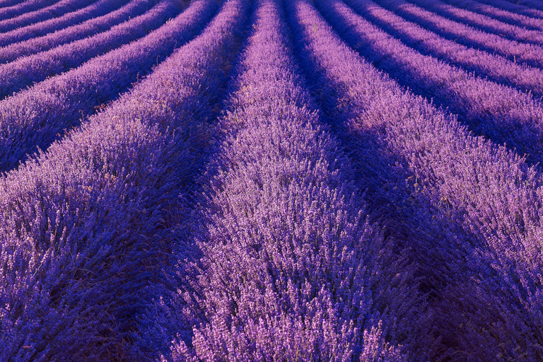 Filari di lavanda come in Provenza, Viguzzolo è il borgo del Piemonte ...
