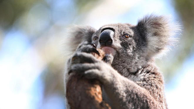 ‘Crazy mistake’ undermines historic koala chlamydia vaccine, researcher ...