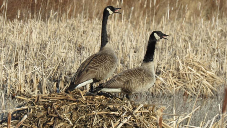 Moncton's quest for success reining in Canada geese leads to goose eggs