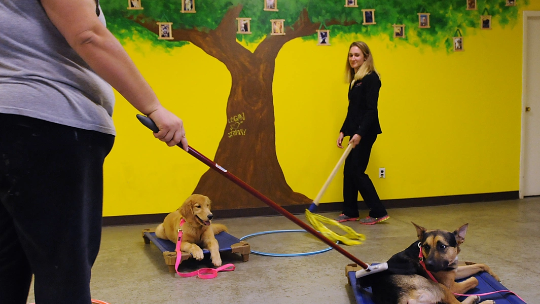 Train your dog with trust and science