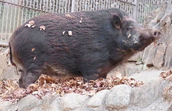 Mutant 'super pigs' develop alarming new abilities in nuclear fallout zone