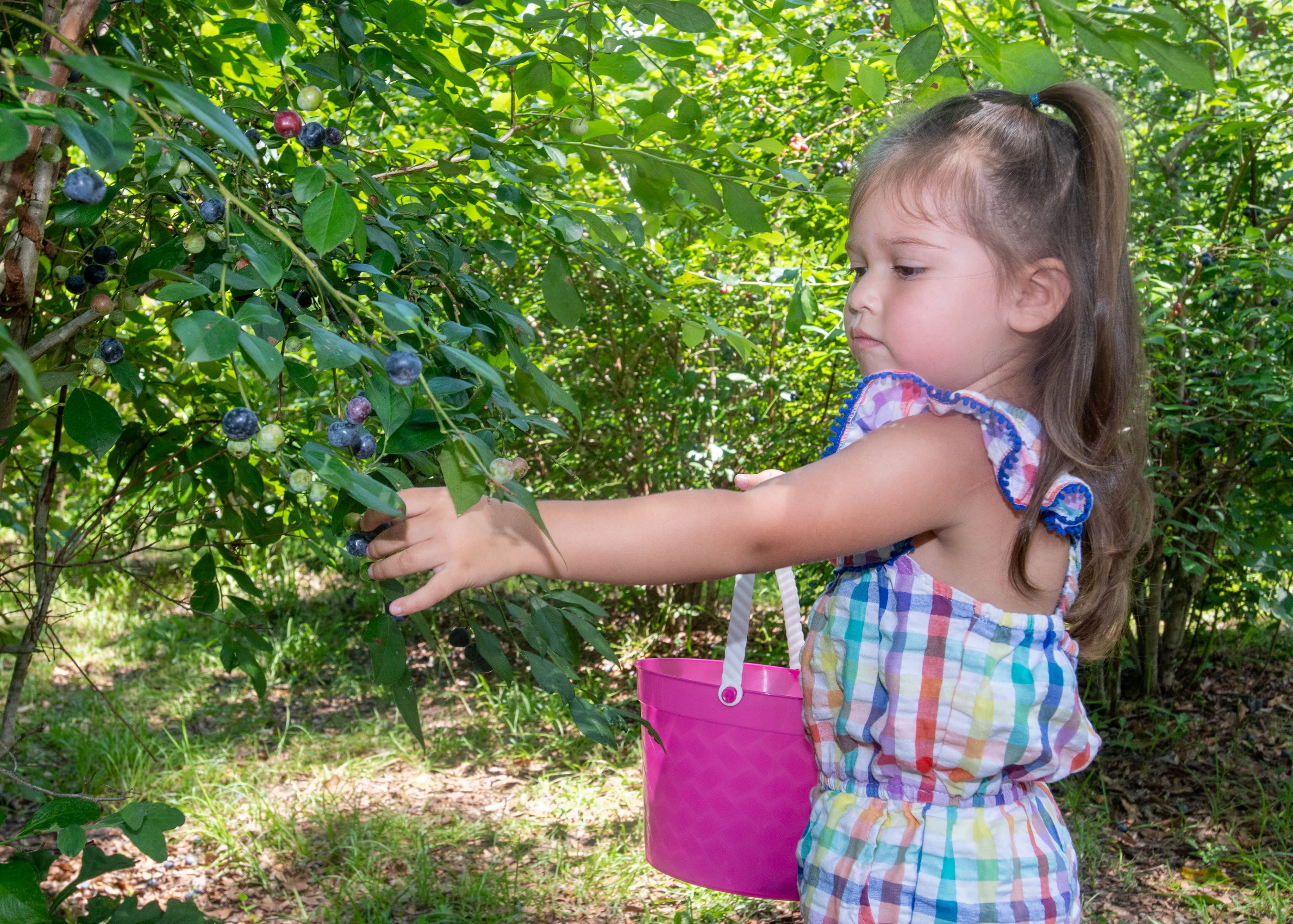 Where to pick fresh blueberries and peaches in the Pensacola area