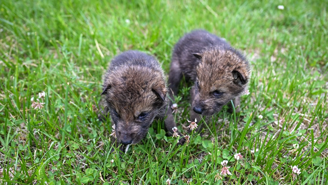 How wolf families raise the next generation