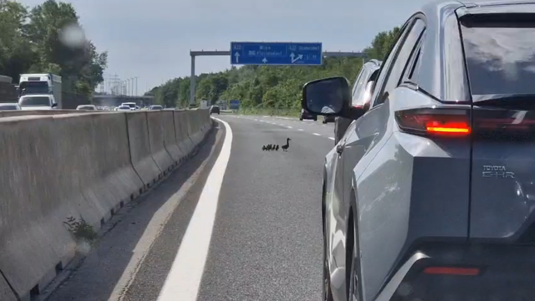 Entenfamilie auf Autobahn verirrt – komplette Sperre