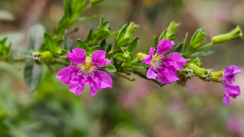 17 varieties of self-cleaning flowers for new blooms without having to ...