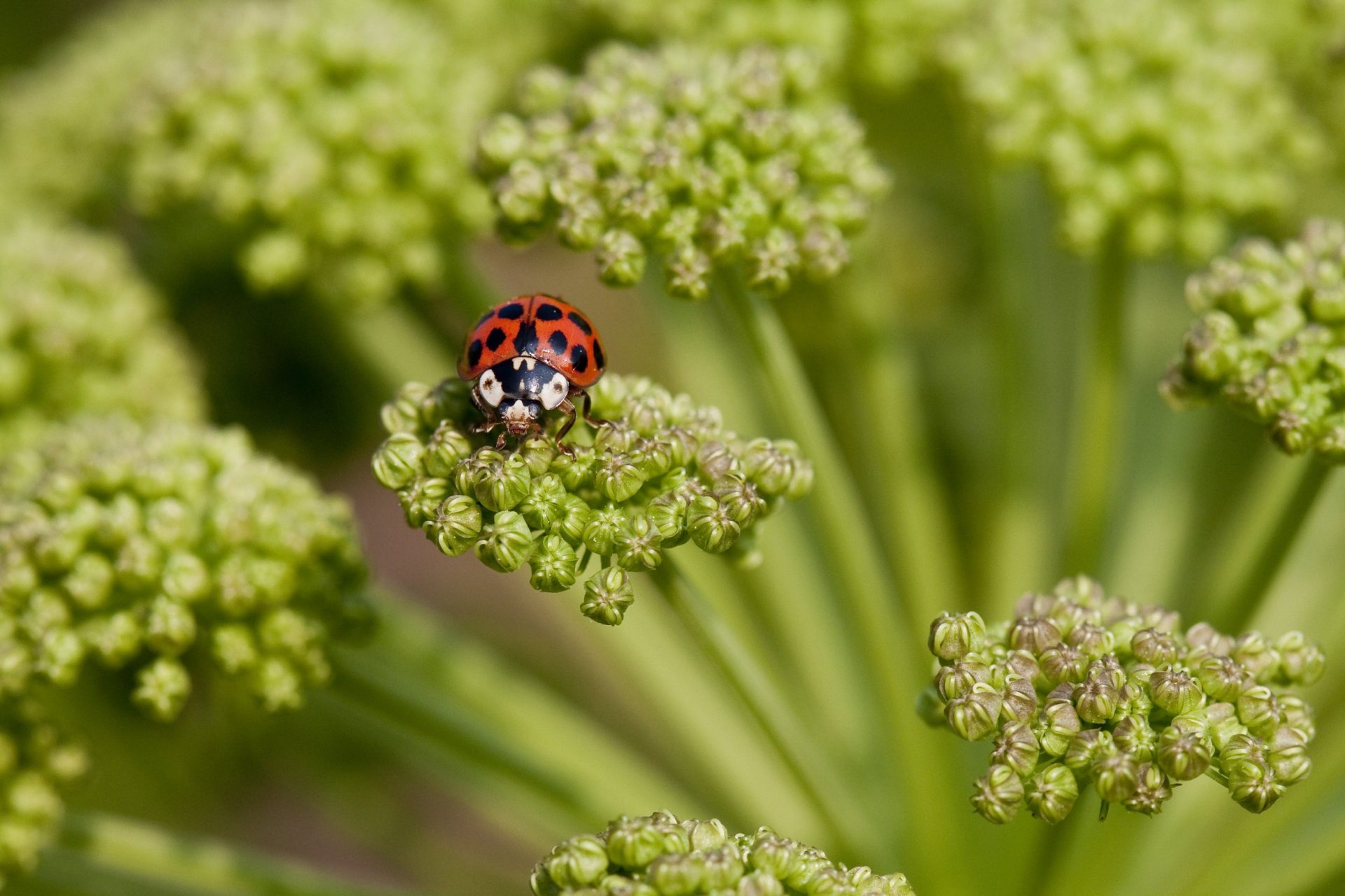 How to make the most of garden insects this summer