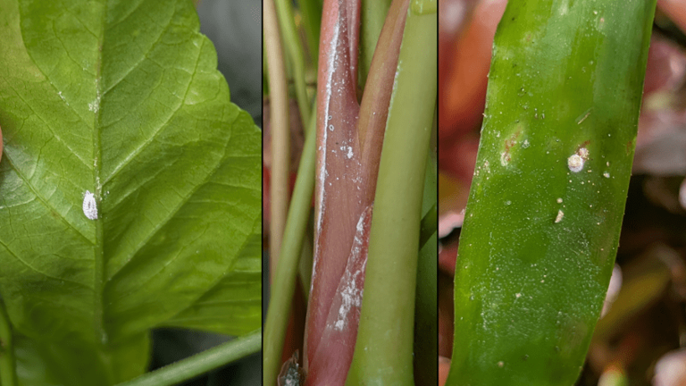 Fruit flies devastate Hawai’i agriculture, costing $300 million