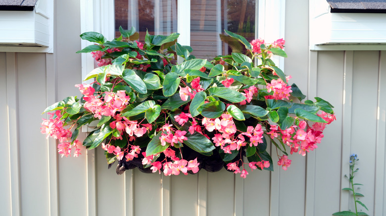 The 13 best bold plants for eye-catching window displays