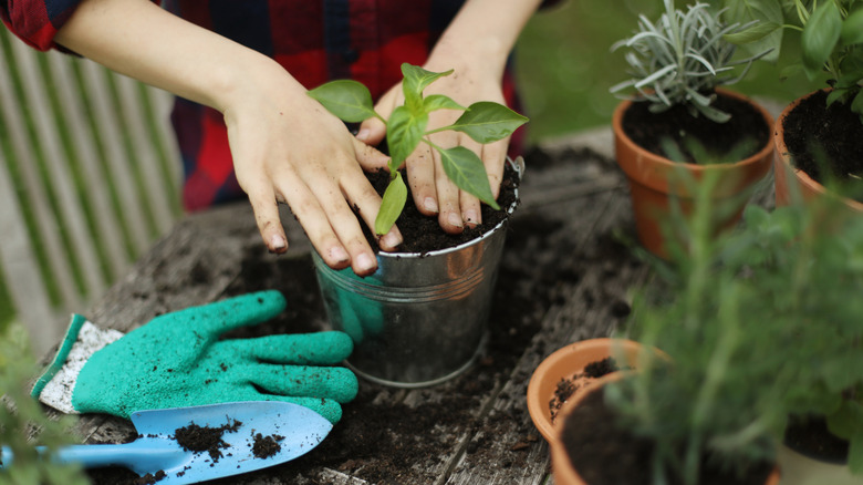 No garden space? No problem. These 16 veggies can be grown in a pot