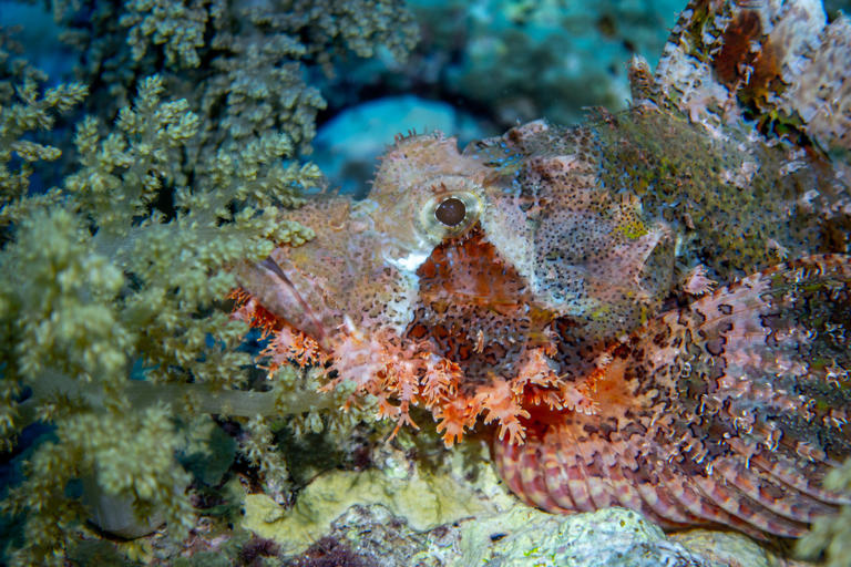 It was like an elephant’s trunk – 4 times its original size. This ...