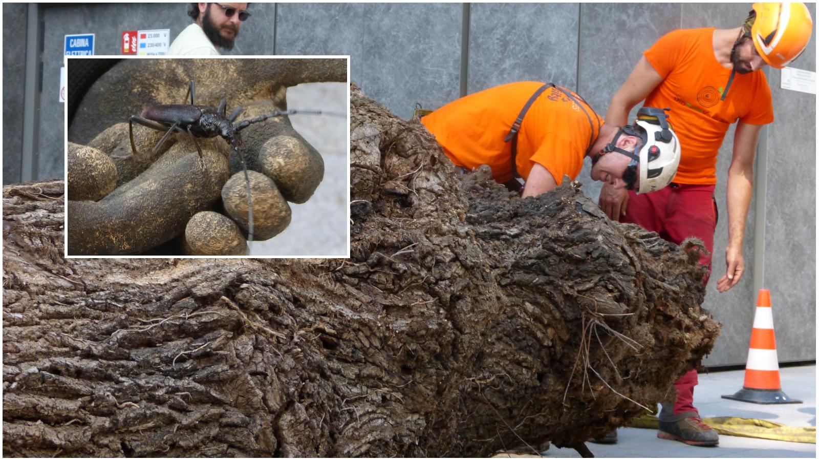 Salvata l’ultima colonia milanese di cerambice della quercia