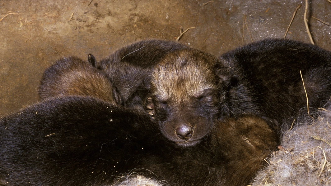 How wolf families raise the next generation