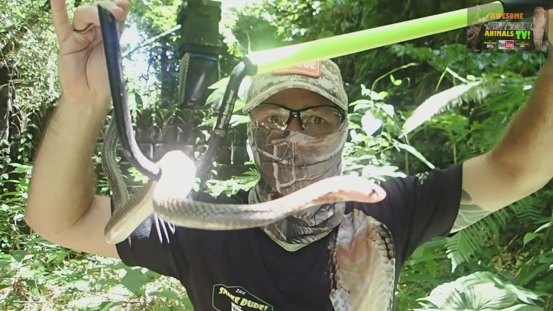 Witnessing cobra attack on camera equipment in Bali wilderness