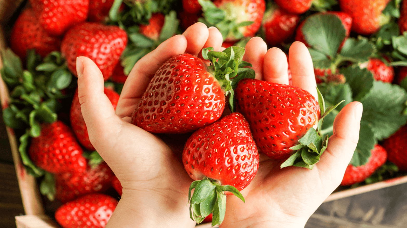 Erdbeeren schimmeln schnell? Mit dem „Glas-Trick“ bleiben sie bis zu 3 ...