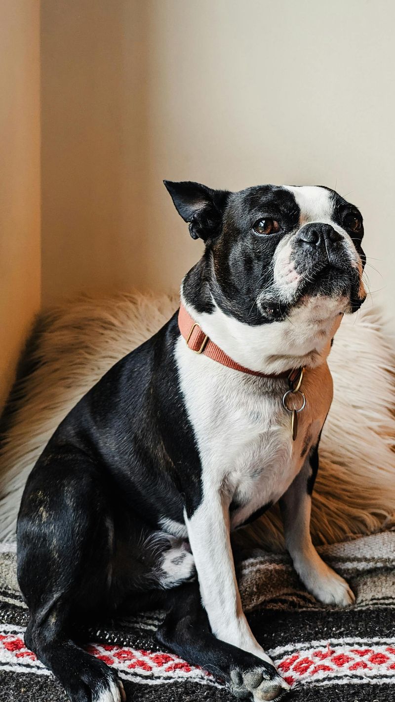 13 dog breeds that make ownership feel almost effortless compared to others
