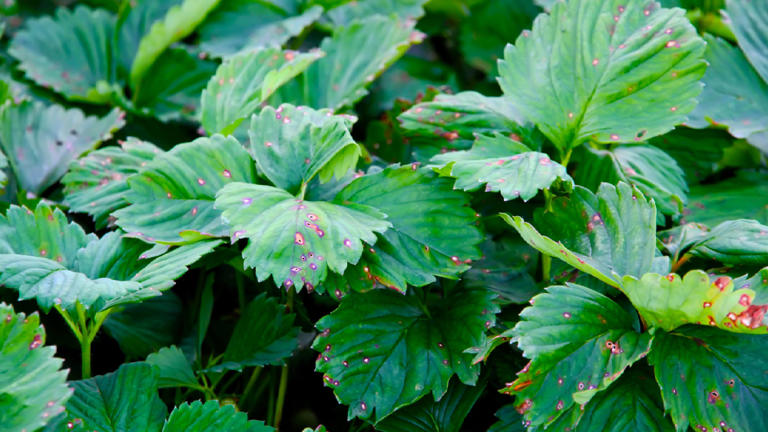 Strawberry plant drooping? 5 things you're doing wrong (and how to fix it)