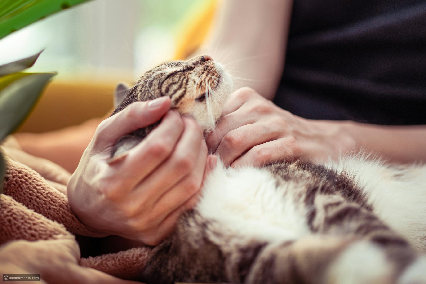 Why cats raise their tails and show their backside when you pet them