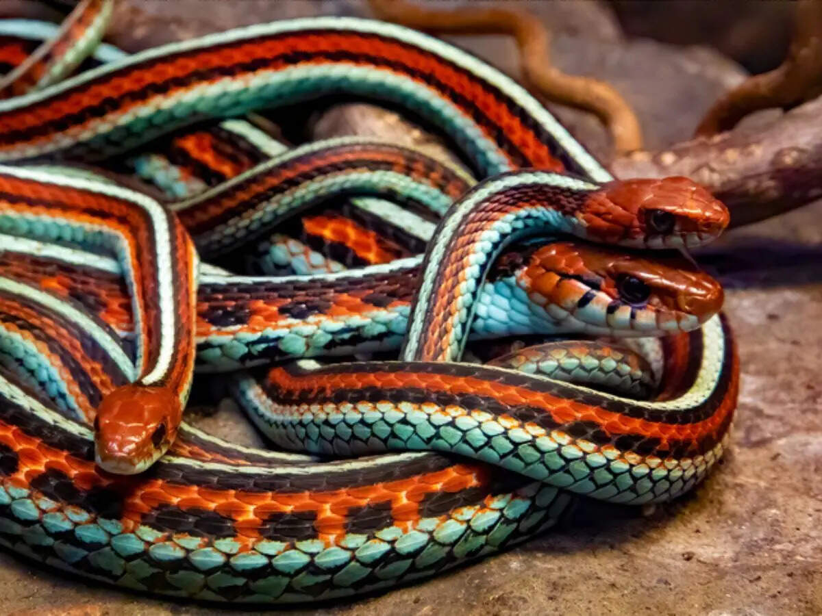 7 beautiful snakes you can spot in the wilds of California