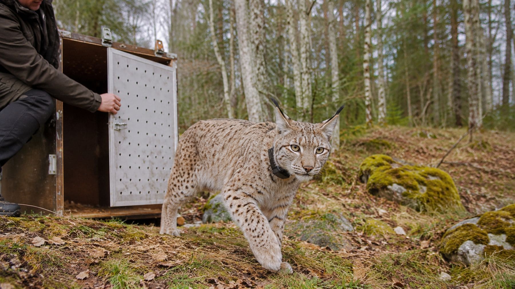 Liberan 4 crías de lince que fueron halladas en un estado espantoso ...
