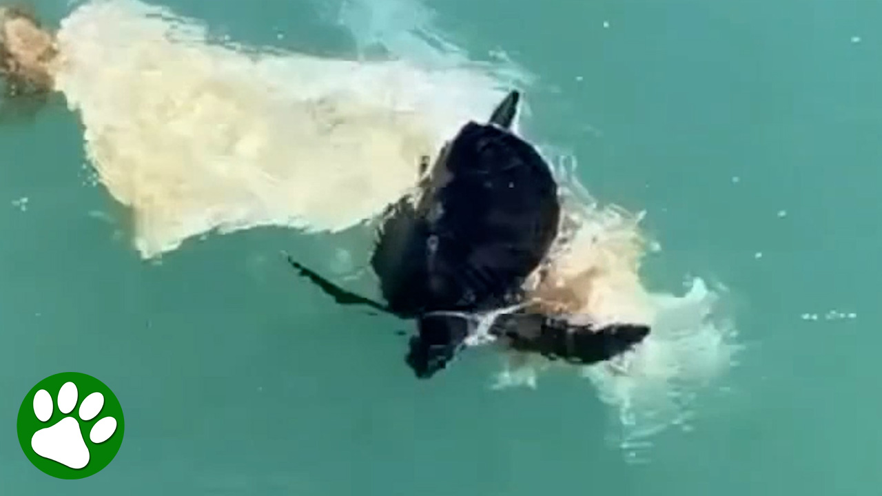 Jet skier interrupts ride for unexpected rescue ️👏