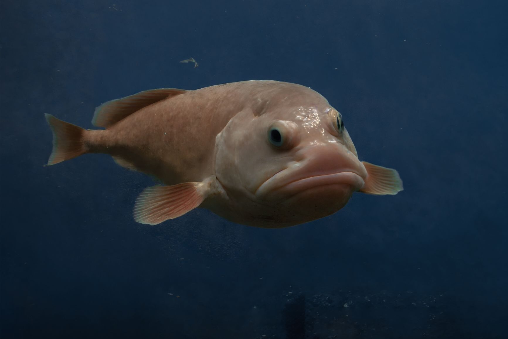 The most terrifying creatures in the sea