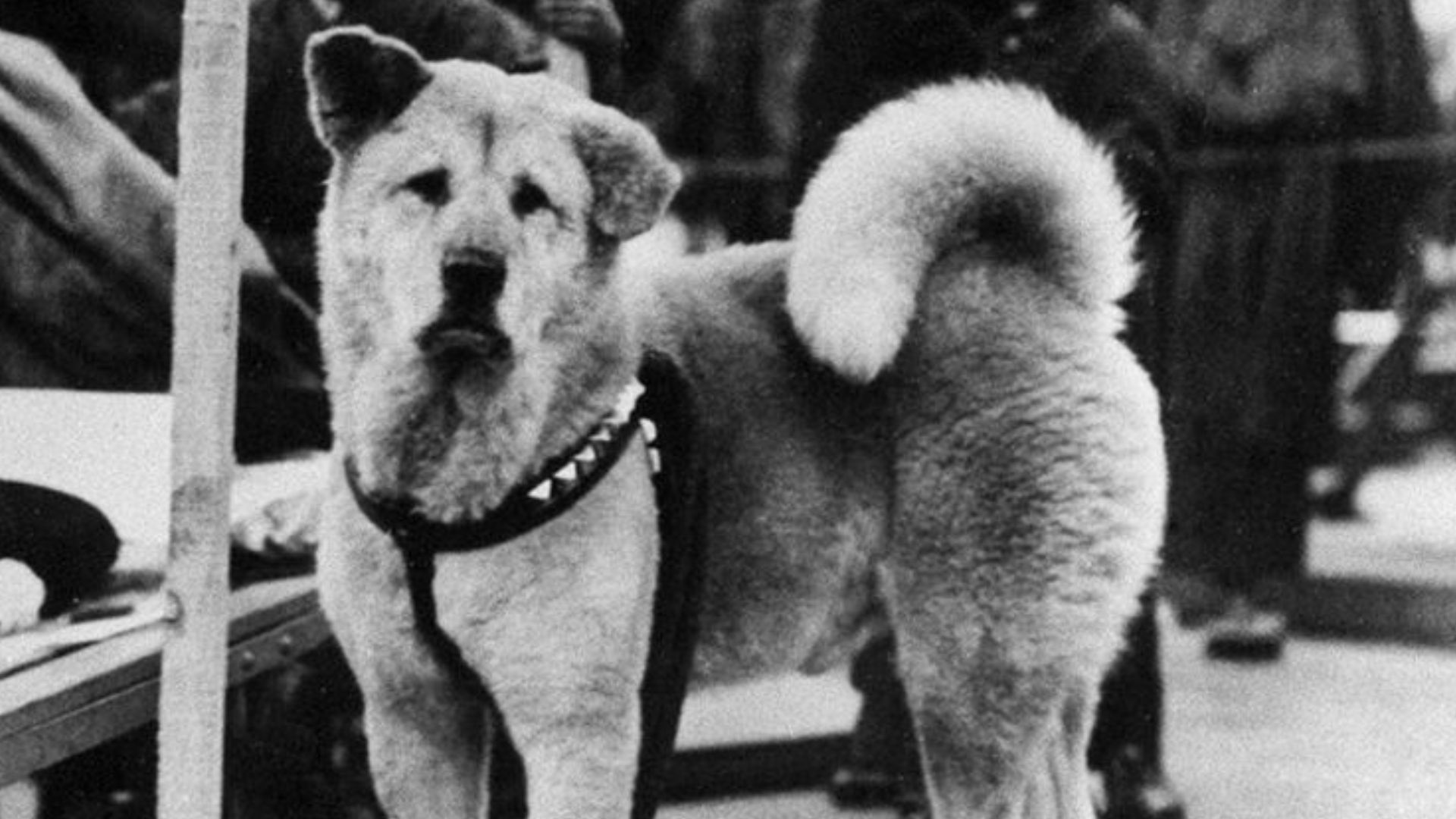 Beloved dogs that became heroes in history