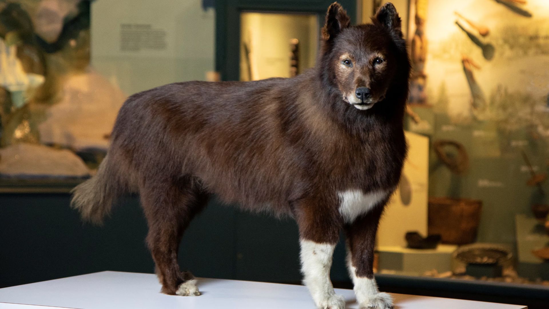 Beloved dogs that became heroes in history