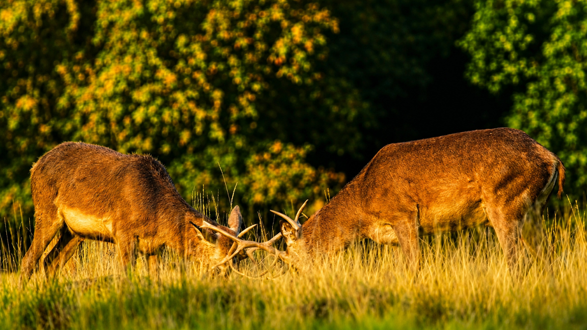 The moment two rival deer finally collided in the open field