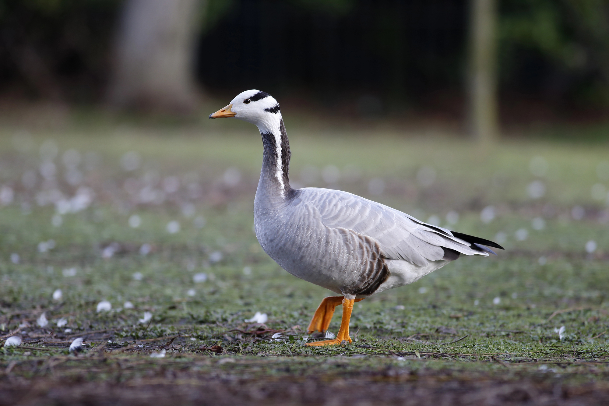 Bizarre animal migrations that defy scientific logic