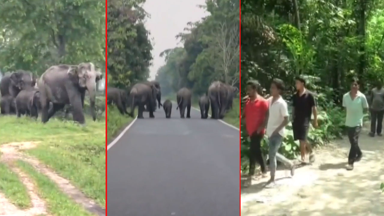 Panic in Bengal's Dooars as elephant herds stray into tea gardens ...