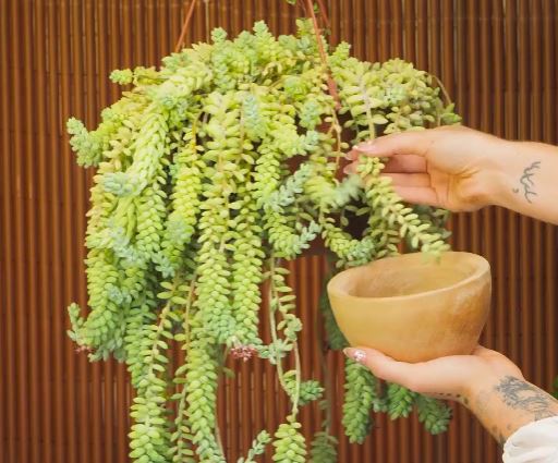 Essential strategies for lush indoor plants