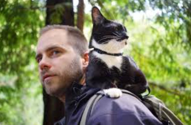 Are 'cat dads' your ideal match in 2026? The surprising psychology ...